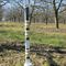 Portable soil sampler - EnviroSCAN - Sentek - moisture / temperature ...