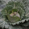 Winter cabbage seed - Marabel F1 - Tozer Seeds Ltd - hybrid