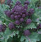 Winter broccoli seed - Red Fire F1 - Tozer Seeds Ltd - hybrid