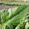 Powdery mildew resistant spinach seed - Harp F1 - Tozer Seeds Ltd - hybrid