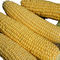 Early corn seed - Swift F1 - Tozer Seeds Ltd - silage / grain / hybrid