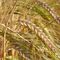 Spring barley seed - FLORENCE - Senova - early / rust resistant ...