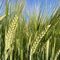 Spring barley seed - FLORENCE - Senova - early / rust resistant ...