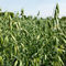 Spring oat seed - CONWAY - Senova - early / rust resistant / powdery ...