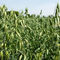 Spring oat seed - CONWAY - Senova - early / rust resistant / powdery ...