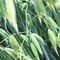 Spring oat seed - ASPEN - Senova - early / rust resistant / powdery ...