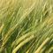 Spring barley seed - CADIZ - Senova - early / rust resistant / powdery ...