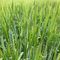 Early barley seed - PROSPECT - Senova - spring / powdery mildew ...
