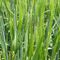 Spring barley seed - FAIRWAY - Senova - early / rust resistant ...