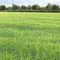 Spring barley seed - FAIRWAY - Senova - early / rust resistant ...