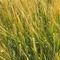 Spring barley seed - FAIRWAY - Senova - early / rust resistant ...