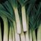 Rust resistant leek seed - Porvite - thompson-morgan - autumn