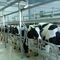 Rapid exit milking parlor - agromaster - for cows / herringbone