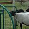 Sheep squeeze chute - DST - lakeland - goat / hoof-care