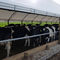 Cattle storage tunnel - Aquadam - for sheep / modular