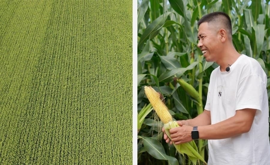 Farmers' fieldwork in China results in higher earnings with CHCNAV ...
