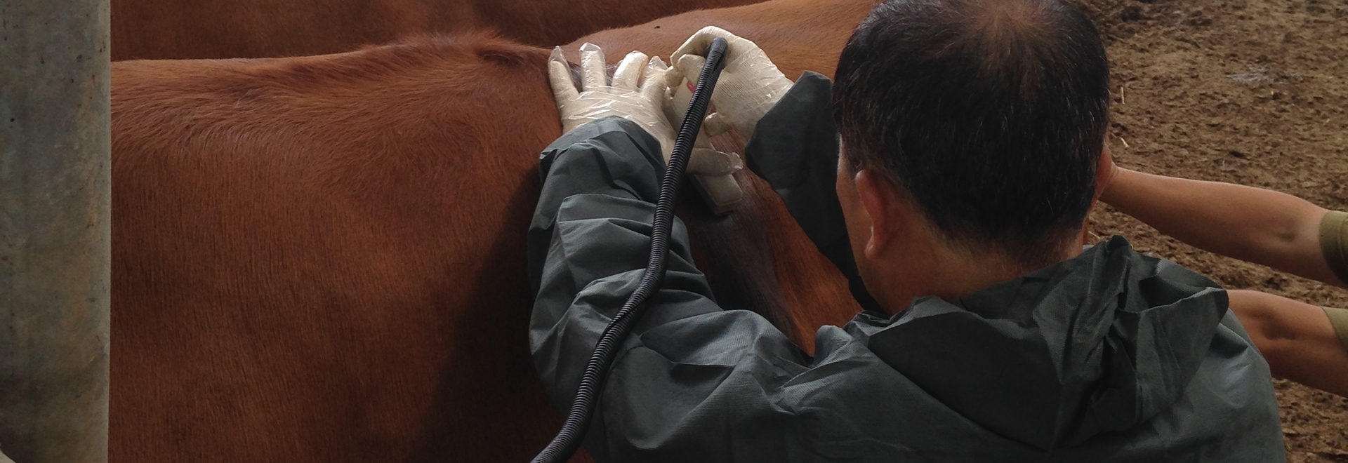 Beef marbling standard (BMS) estimation for live cattle with ultrasound images - Japan - HONDA ...