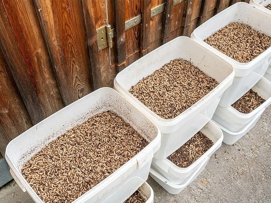 Bahrain: General Poultry Company prepares for the future with poultry ...