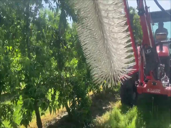 Fruit thinner on peach orchard - Via Urbania, 26, 48018 Faenza RA ...