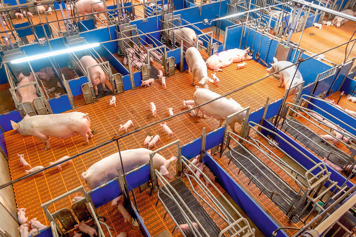 Stazione di alimentazione per scrofe - PureLine, Agilo series HL & FB ...