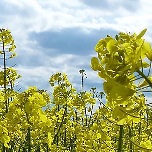 Semi di colza precoce - PT303 - DuPont Pioneer - inverno / resistente ...