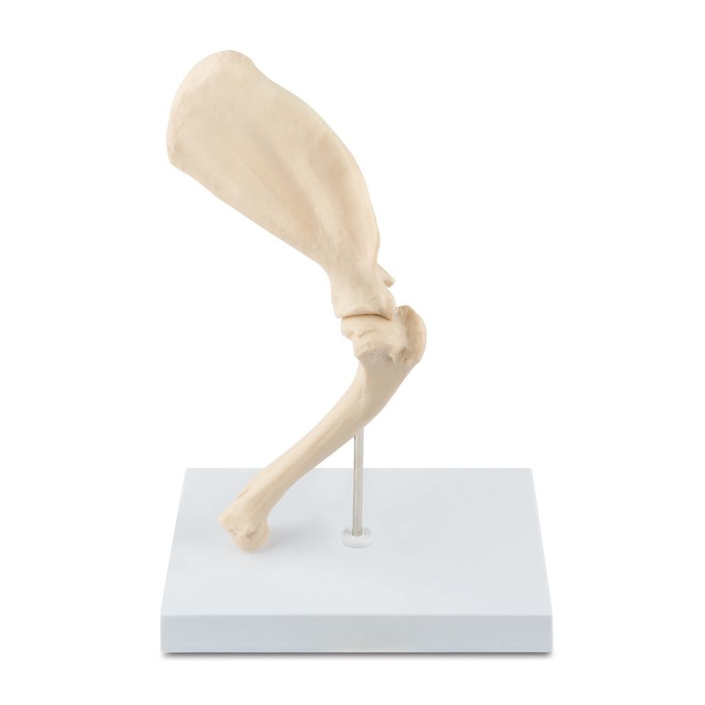 Modello anatomico didattico - 909038 - Eickemeyer Veterinary Equipment ...