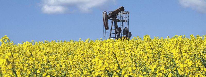 Semi di colza inverno - saatbau