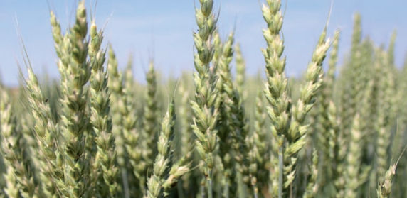Semi di grano tenero a semina primaverile - Calixo - secobra ...