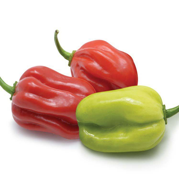 Semi di peperone precoce - Piquante F1 - eastwestseed - verde / rosso ...