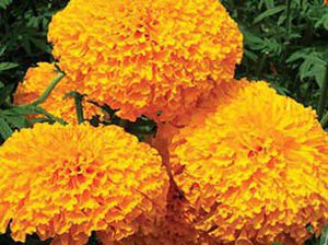 Semi di fiore annuale - Mega F1 - eastwestseed - arancione / per ...