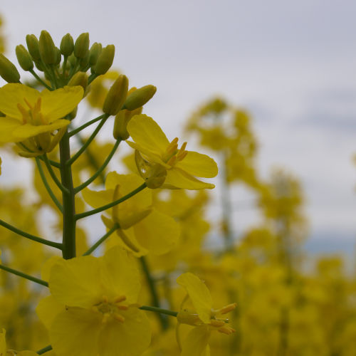 Semi di colza medio-tardivo - MIRANDA - Mas Seeds - resistente ai phoma ...