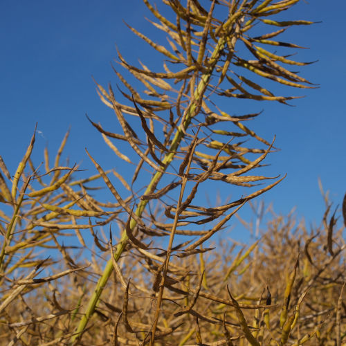 Semi di colza medio-precoce - SIMONA - Mas Seeds - resistente ai phoma ...