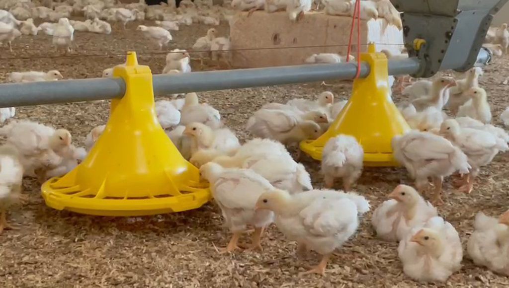 Piatto di alimentazione per pollame - Salbro - Salmet - in plastica ...