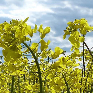 DuPont Pioneer: Sementi e fattori di produzione agricola - AgriExpo