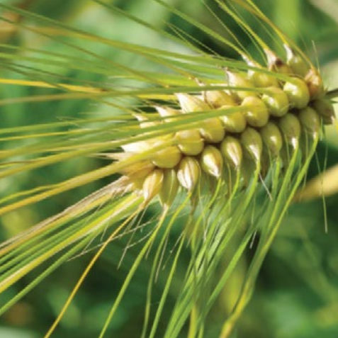 Semi di orzo resistente alla ruggine - Saturn - limagraincerealseeds ...