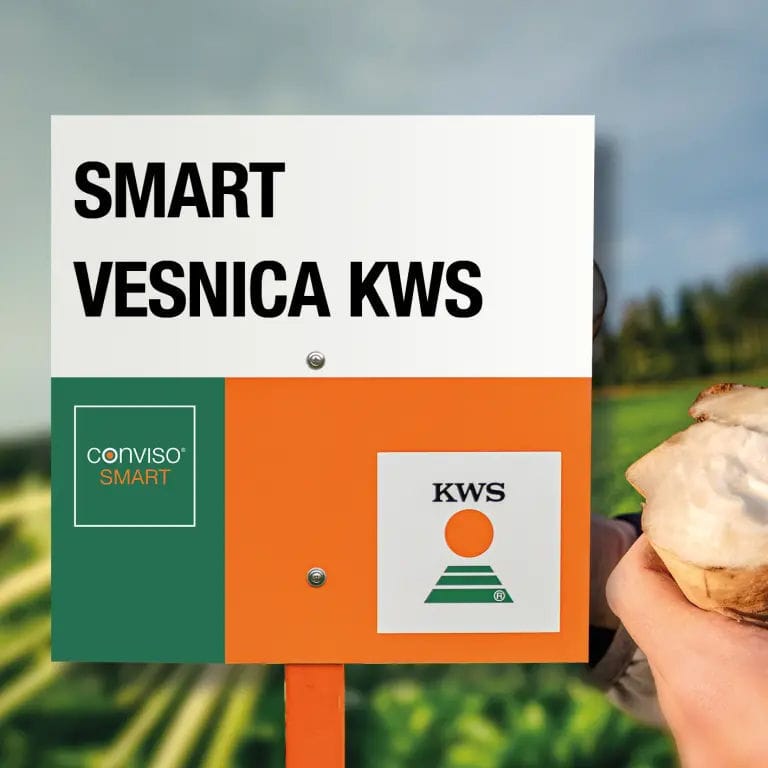 Semente de beterraba açucareira - SMART VESNICA - KWS SAAT AG ...