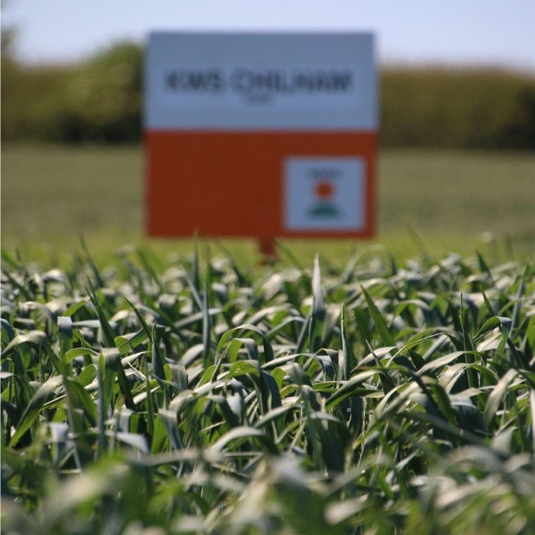 Semente de trigo mole tardia - CHILHAM - KWS SAAT AG - de primavera ...