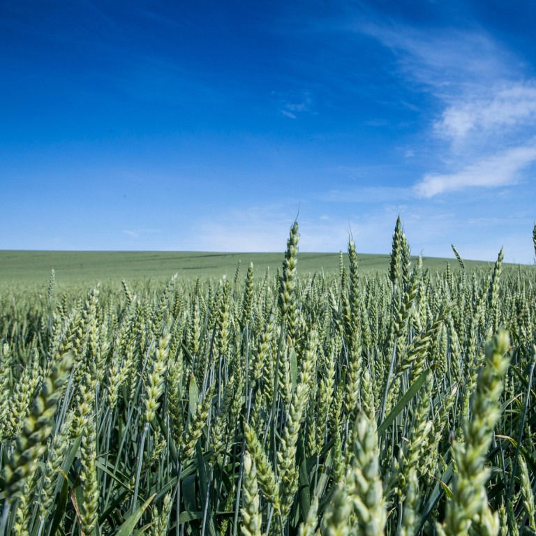Semente de trigo mole precoce - FIXUM - KWS SAAT AG - de primavera ...