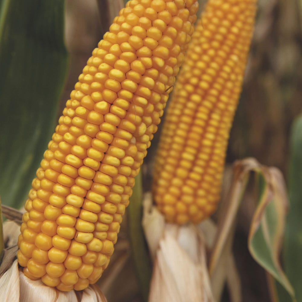 Semente de milho superprecoce - PEREZ - KWS SAAT AG - para silagem