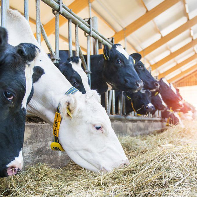 Sistema de monitoramento para vacas - Nedap Livestock Management - da ...