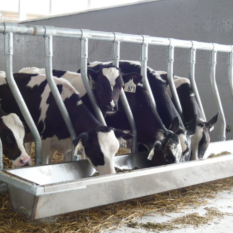 Cocho para bovinos - Artex Barn Solutions LTD. - metálico / coletivo