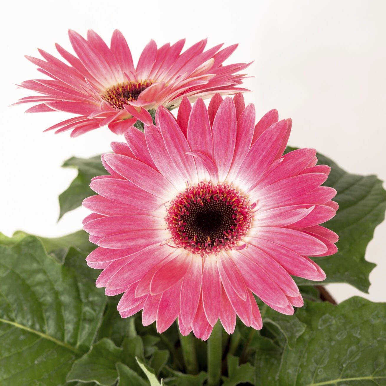 Muda de flor anual - MAJORETTE - Sakata Seed America Inc - vermelha ...