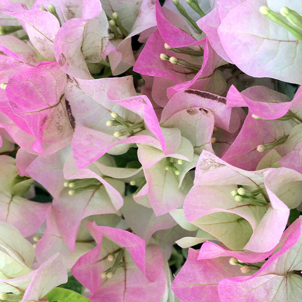 Muda de flor perene - Yani’s Delight - Vista Farms - mistura de ...