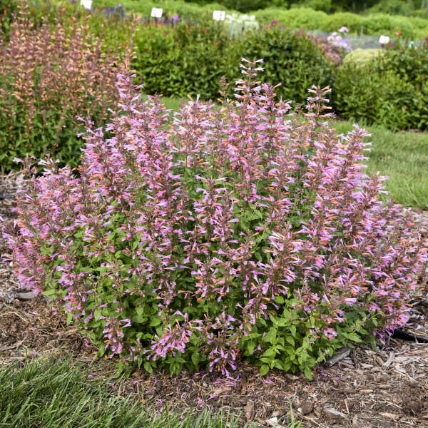 Muda de flor perene - Agastache 'Pinky Pie' - Walters Gardens Inc ...