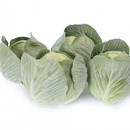 Semente de couve de outono - FLEXIMA RZ F1 - Rijk Zwaan - híbrida