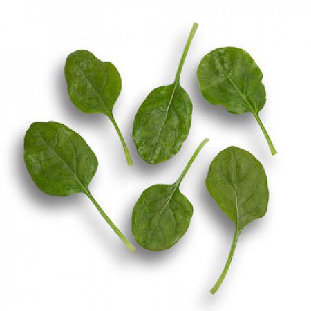 Semente de espinafre superprecoce - BEAVER RZ F1 - Rijk Zwaan - híbrida