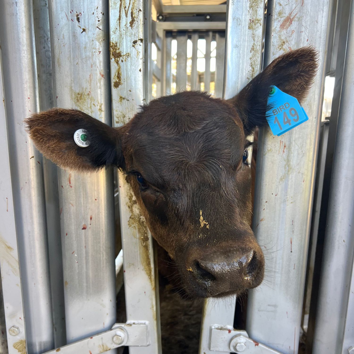 Brinco de identificação para ovinos - Shearwell visual BOS Buttons ...