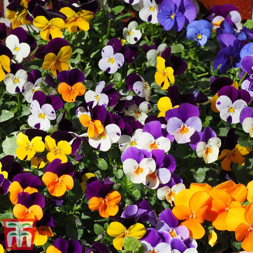 Semente de flor perene - Pot Pourri Mixed - thompson-morgan - mistura ...