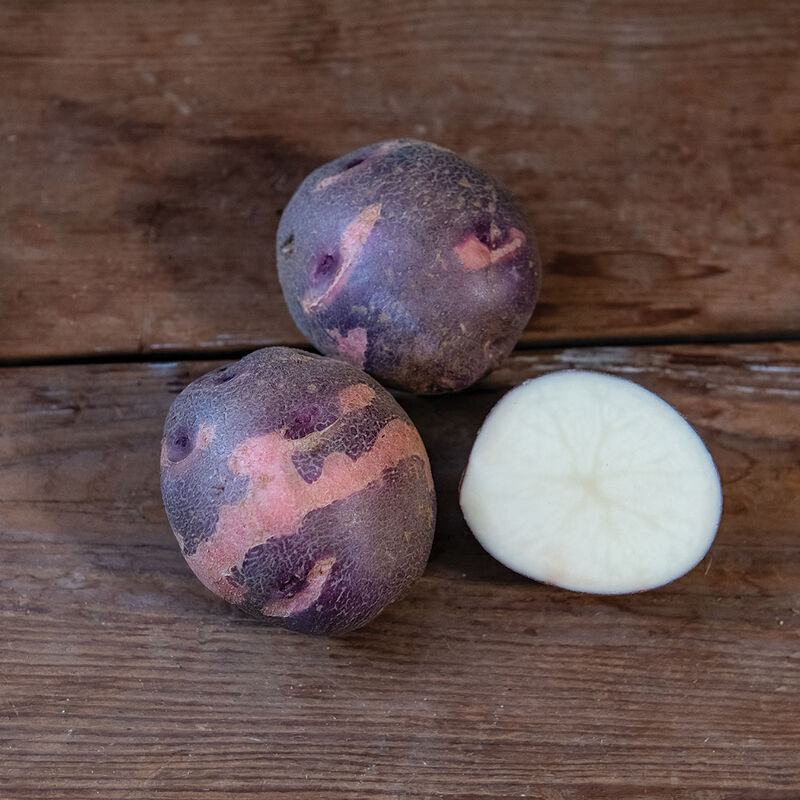 Semente de batata precoce - Purple Viking - johnnyseeds - para consumo ...
