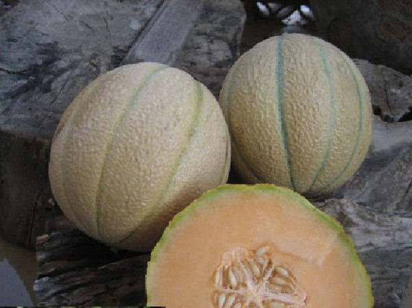 Semente de melão superprecoce - Marianna F1 - CORA SEEDS srl ...